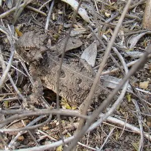 Texas Horned Lizard - Facts, Diet, Habitat & Pictures on Animalia.bio