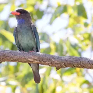 Oriental dollarbird - Facts, Diet, Habitat & Pictures on Animalia.bio