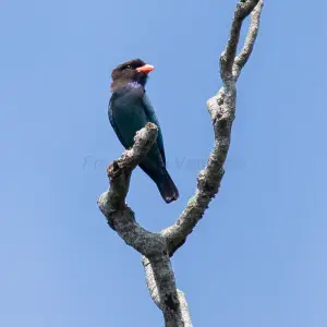 Oriental dollarbird - Facts, Diet, Habitat & Pictures on Animalia.bio