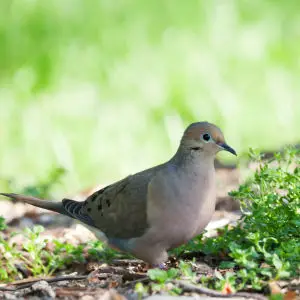 Mourning Dove - Facts, Diet, Habitat & Pictures on Animalia.bio