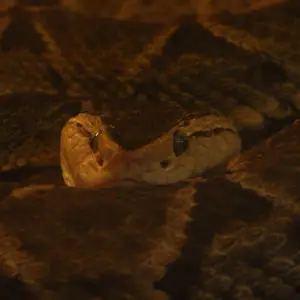 Fer-de-lance - Facts, Diet, Habitat & Pictures on Animalia.bio