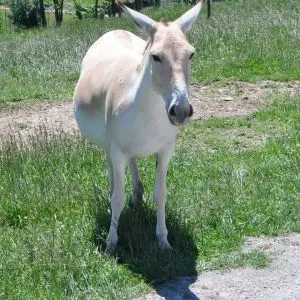 Persian Onager - Facts, Diet, Habitat & Pictures on Animalia.bio