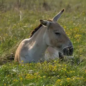 Persian Onager - Facts, Diet, Habitat & Pictures on Animalia.bio