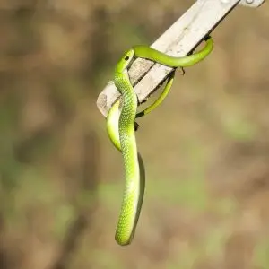 Boomslang - Facts, Diet, Habitat & Pictures on Animalia.bio