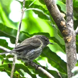 North Island robin - Facts, Diet, Habitat & Pictures on Animalia.bio