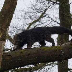 Binturong - Facts, Diet, Habitat & Pictures on Animalia.bio