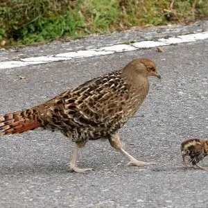 Mikado pheasant - Facts, Diet, Habitat & Pictures on Animalia.bio