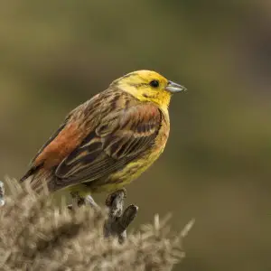 Yellowhammer - Facts, Diet, Habitat & Pictures on Animalia.bio