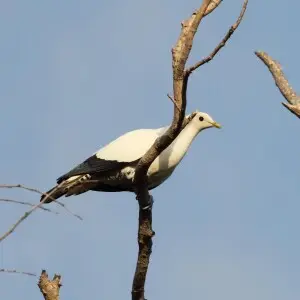 Ducula spilorrhoa - факти, дієта, ареал і фотографії на Animalia.bio