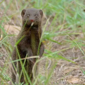 Common Dwarf Mongoose - Facts, Diet, Habitat & Pictures on Animalia.bio