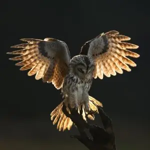 Tawny Owl - Facts, Diet, Habitat & Pictures on Animalia.bio
