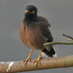 Common Myna - Facts, Diet, Habitat & Pictures on Animalia.bio