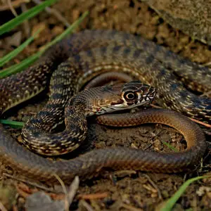 Coachwhip - Facts, Diet, Habitat & Pictures on Animalia.bio