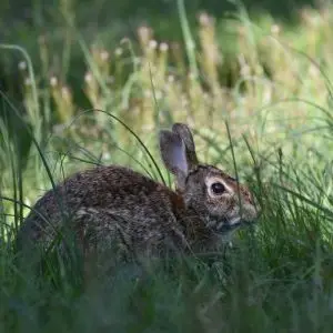 Eastern Cottontail - Facts, Diet, Habitat & Pictures on Animalia.bio