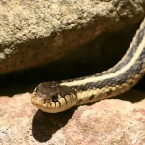 Eastern Garter Snake - Facts, Diet, Habitat & Pictures on Animalia.bio