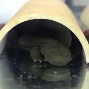 Hellbender - Facts, Diet, Habitat & Pictures on Animalia.bio