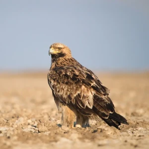 Eastern imperial eagle - Facts, Diet, Habitat & Pictures on Animalia.bio