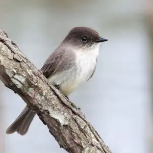 Eastern Phoebe - Facts, Diet, Habitat & Pictures on Animalia.bio