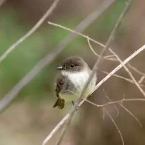 Eastern Phoebe - Facts, Diet, Habitat & Pictures on Animalia.bio