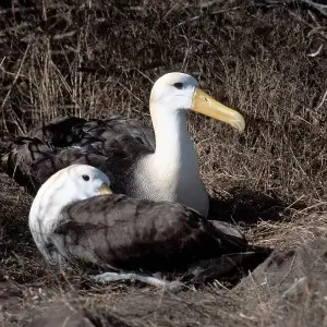 Waved Albatross - Facts, Diet, Habitat & Pictures on Animalia.bio
