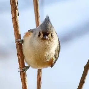 Tufted Titmouse - Facts, Diet, Habitat & Pictures on Animalia.bio