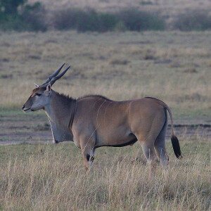 Common Eland - Facts, Diet, Habitat & Pictures on Animalia.bio