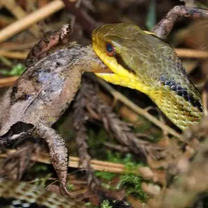 Japanese striped snake - Facts, Diet, Habitat & Pictures on Animalia.bio