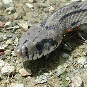 Ladder Snake - Facts, Diet, Habitat & Pictures on Animalia.bio