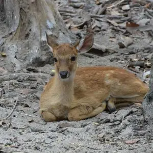 Eld's Deer - Facts, Diet, Habitat & Pictures on Animalia.bio