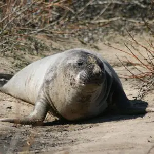 Elephant Seal - Facts, Diet, Habitat & Pictures on Animalia.bio