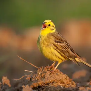 Yellowhammer - Facts, Diet, Habitat & Pictures on Animalia.bio