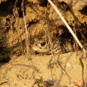 Natterjack toad - Facts, Diet, Habitat & Pictures on Animalia.bio