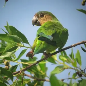Brown-throated parakeet - Facts, Diet, Habitat & Pictures on Animalia.bio
