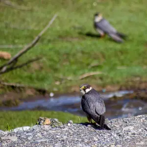 Eurasian hobby - Facts, Diet, Habitat & Pictures on Animalia.bio