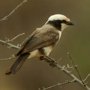 Northern white-crowned shrike - Facts, Diet, Habitat & Pictures on ...