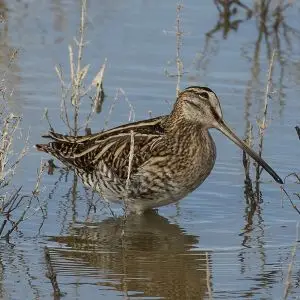 Common Snipe - Facts, Diet, Habitat & Pictures on Animalia.bio