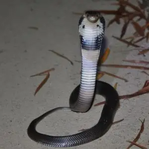 Chinese Cobra - Facts, Diet, Habitat & Pictures on Animalia.bio