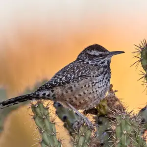 Cactus Wren - Facts, Diet, Habitat & Pictures on Animalia.bio