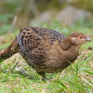 Mikado pheasant - Facts, Diet, Habitat & Pictures on Animalia.bio
