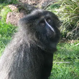 Cercopithecus hamlyni - факти, дієта, ареал і фотографії на Animalia.bio