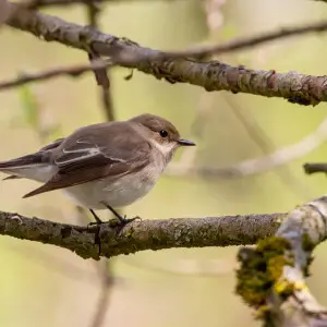 European pied flycatcher - Facts, Diet, Habitat & Pictures on Animalia.bio