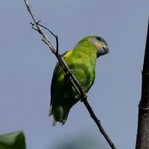 Cyclopsitta diophthalma - Facts, Diet, Habitat & Pictures on Animalia.bio