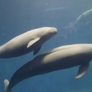 Finless Porpoise - Facts, Diet, Habitat & Pictures on Animalia.bio