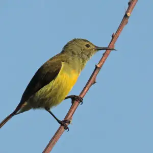 Fire-tailed sunbird - Facts, Diet, Habitat & Pictures on Animalia.bio