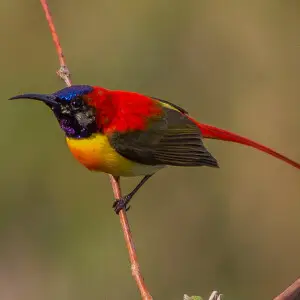 Fire-tailed sunbird - Facts, Diet, Habitat & Pictures on Animalia.bio