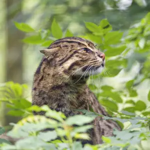 Fishing Cat - Facts, Diet, Habitat & Pictures on Animalia.bio