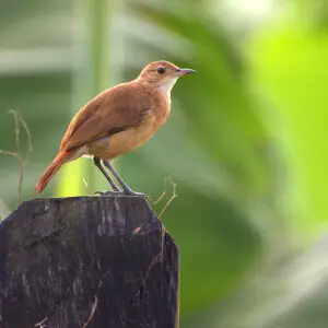 Rufous hornero - Facts, Diet, Habitat & Pictures on Animalia.bio