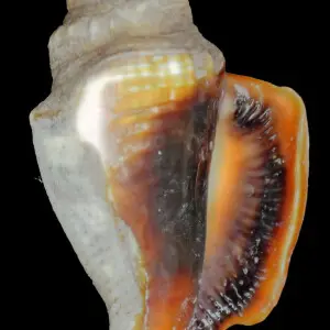 Strombus alatus - Facts, Diet, Habitat & Pictures on Animalia.bio