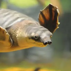 Pig-Nosed Turtle - Facts, Diet, Habitat & Pictures on Animalia.bio