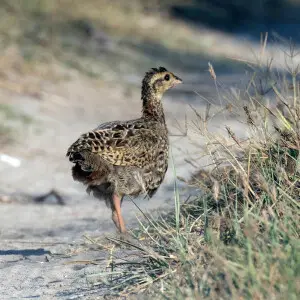 Black francolin - Facts, Diet, Habitat & Pictures on Animalia.bio